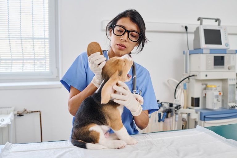 How Much Does A Vet Make In The UK: The Average Earnings - Gowork UK Blog